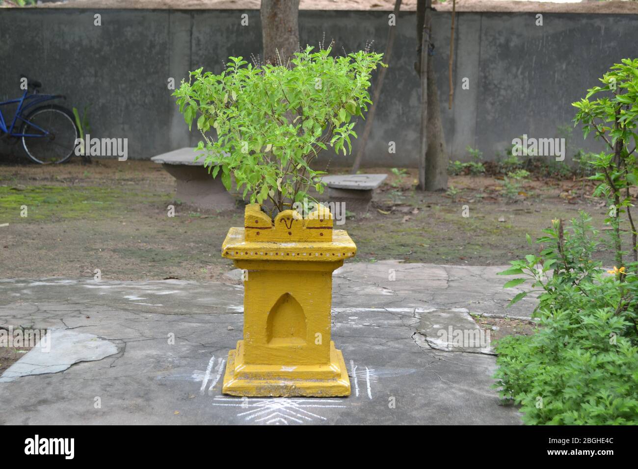 Tulsi hindu worship hi-res stock photography and images - Alamy