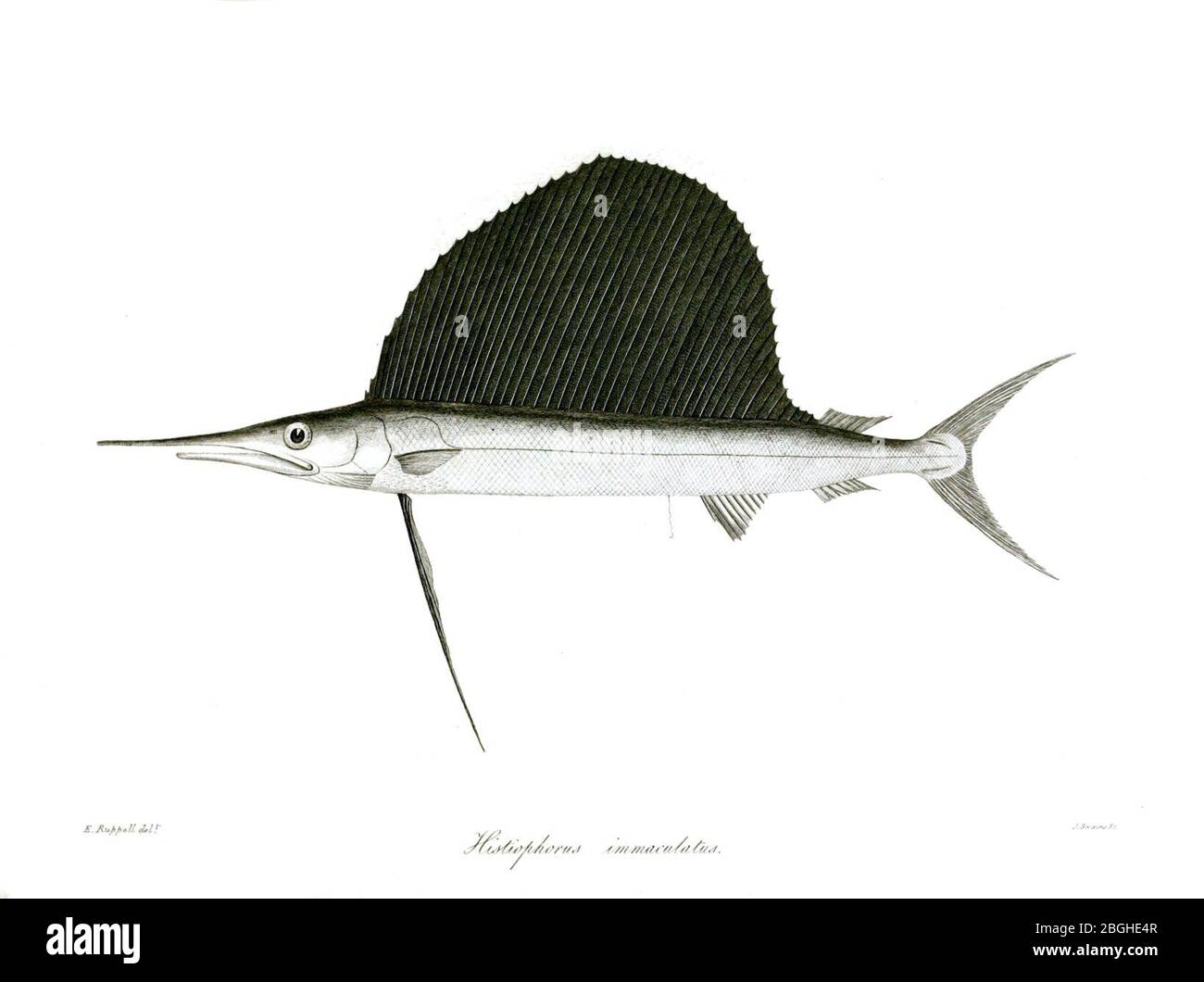 Immaculatus hi-res stock photography and images - Alamy