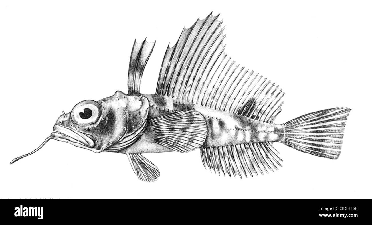 Velifer hi-res stock photography and images - Alamy