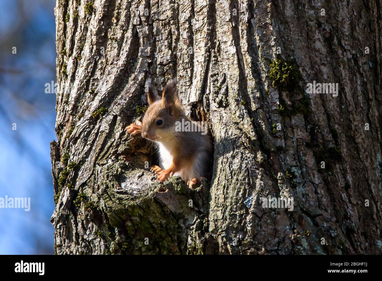 Squirrel cavity in tree hi-res stock photography and images - Alamy