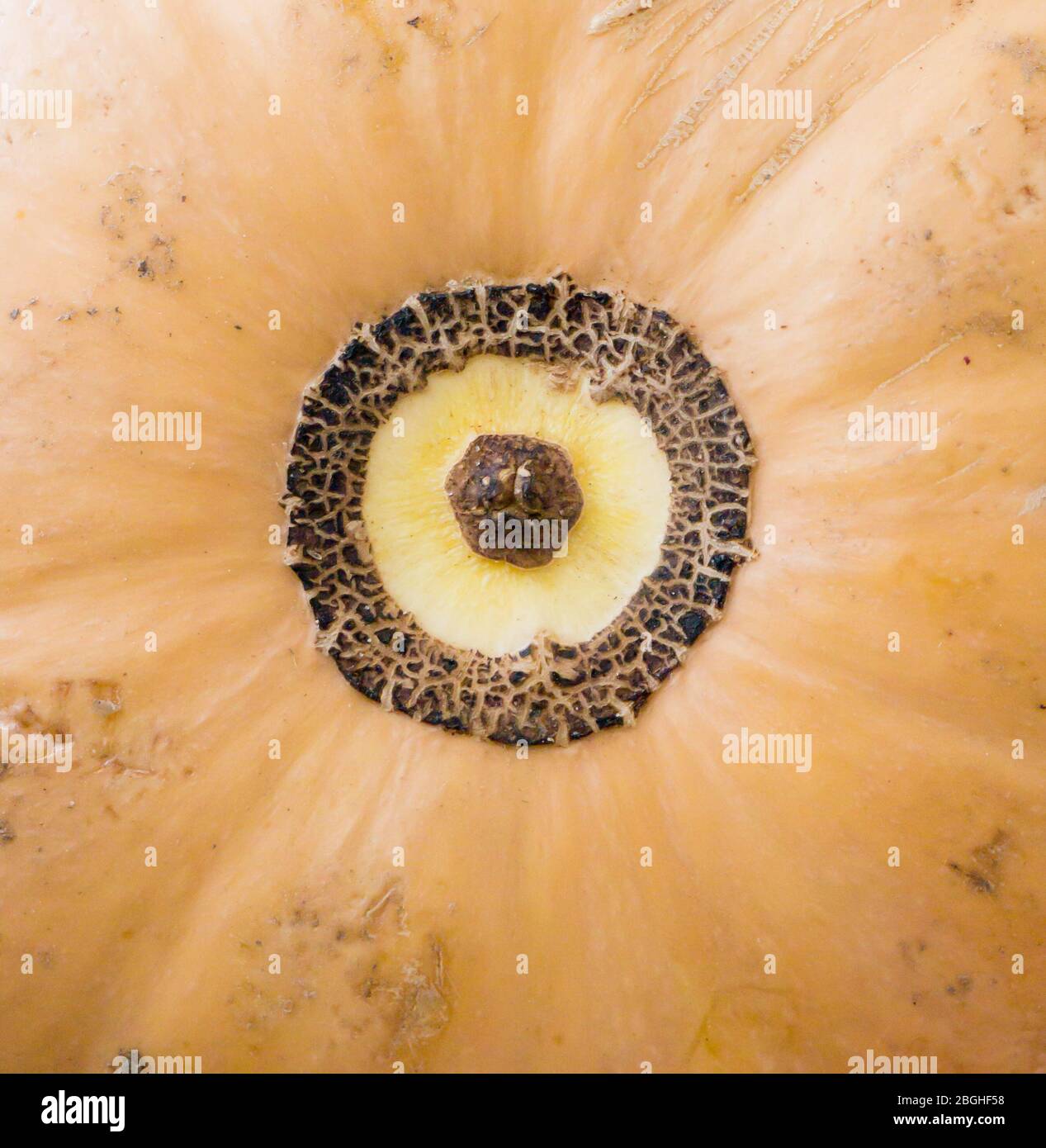 Pumpkin background and texture Stock Photo - Alamy