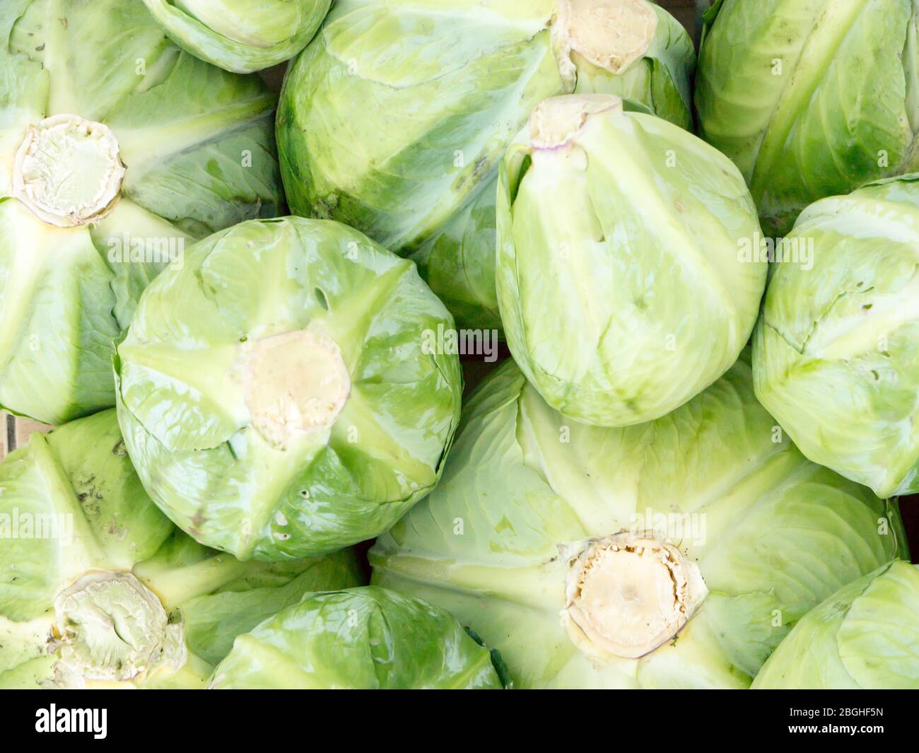 Light green cabbage background and texture Stock Photo - Alamy