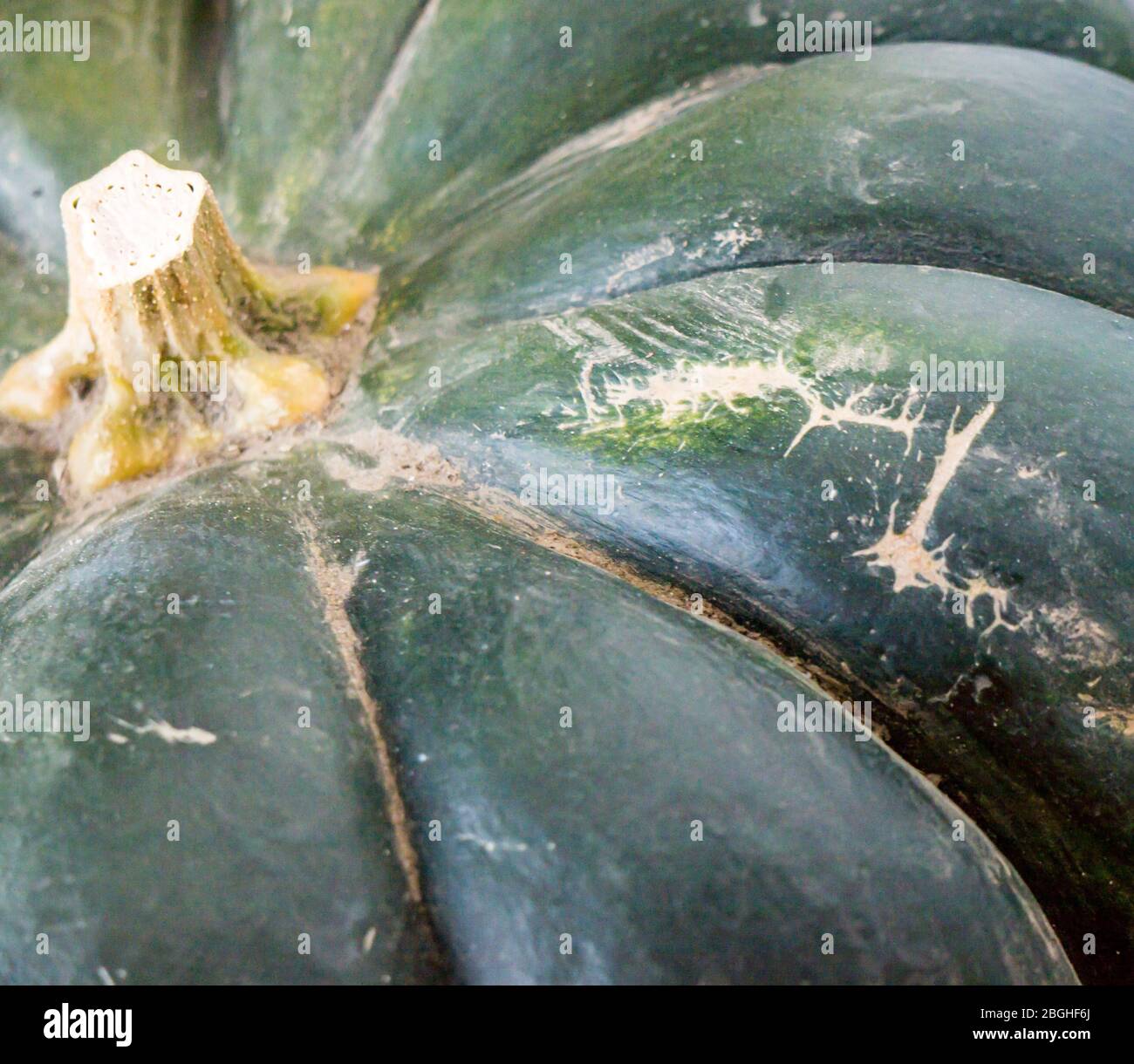 Pumpkin background and texture Stock Photo - Alamy