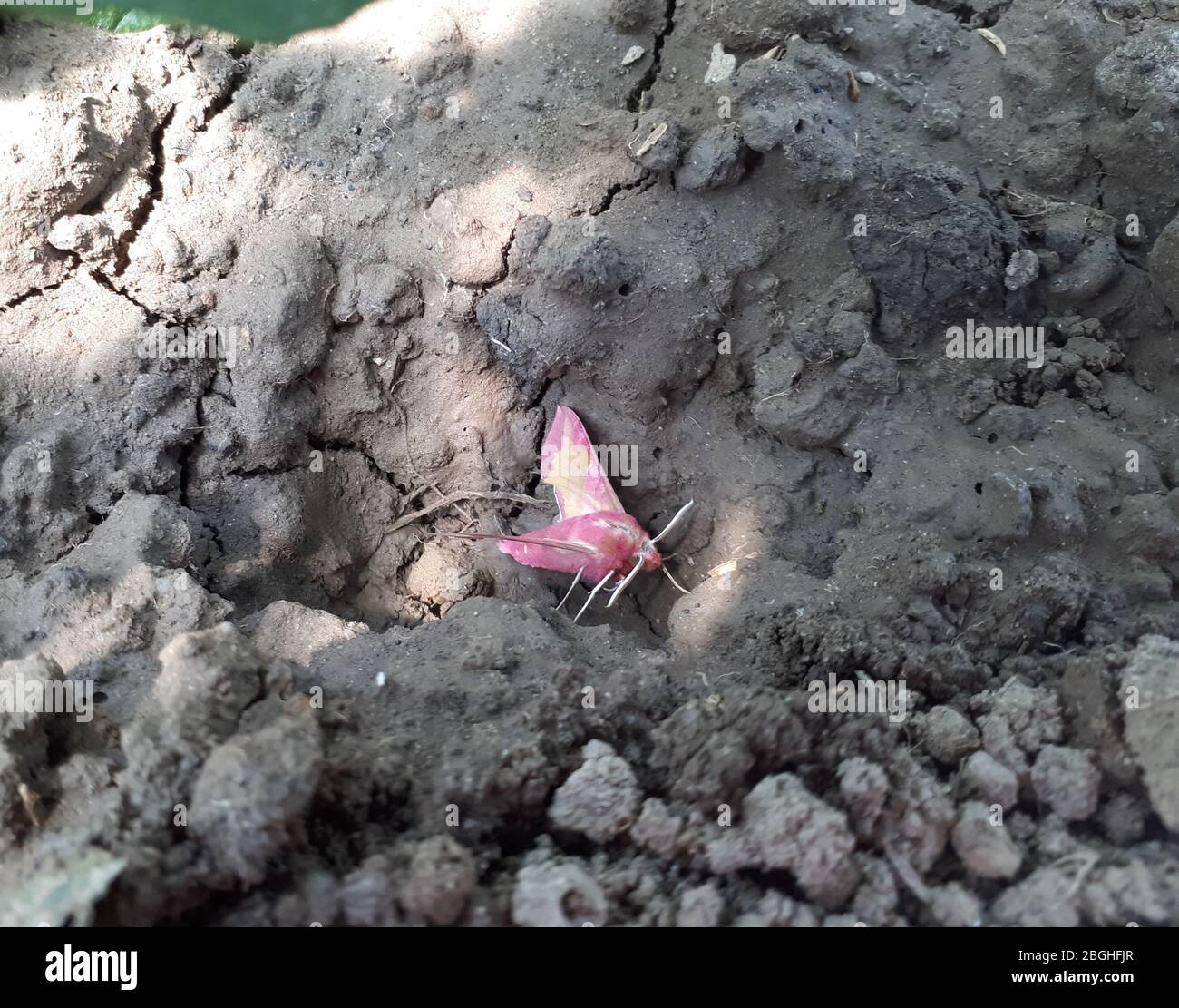 The bravery is pink. Pink butterfly on the ground Stock Photo - Alamy