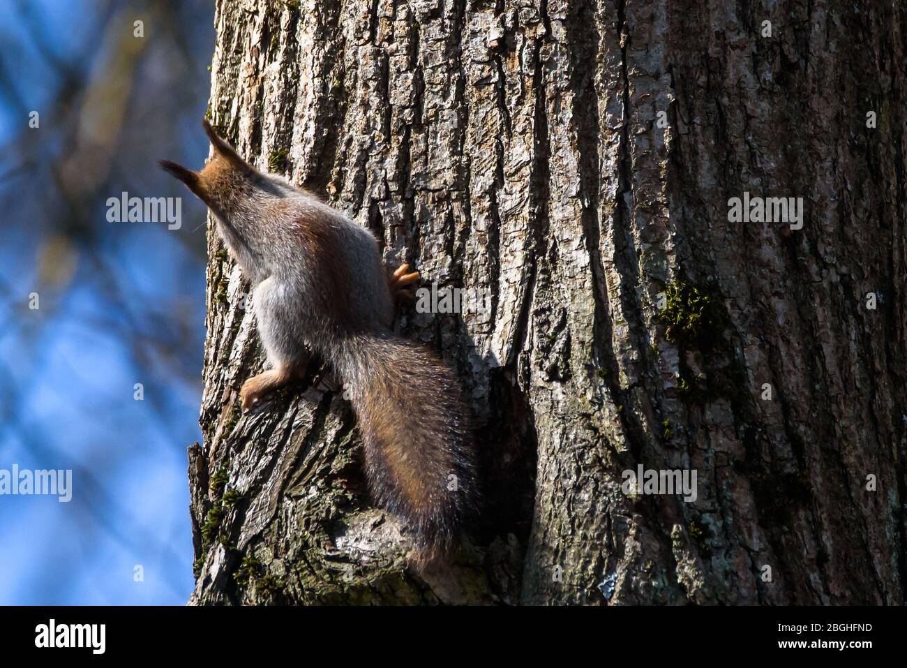 Selective focus photo. Squirrel looks out of tree cavity Stock Photo ...