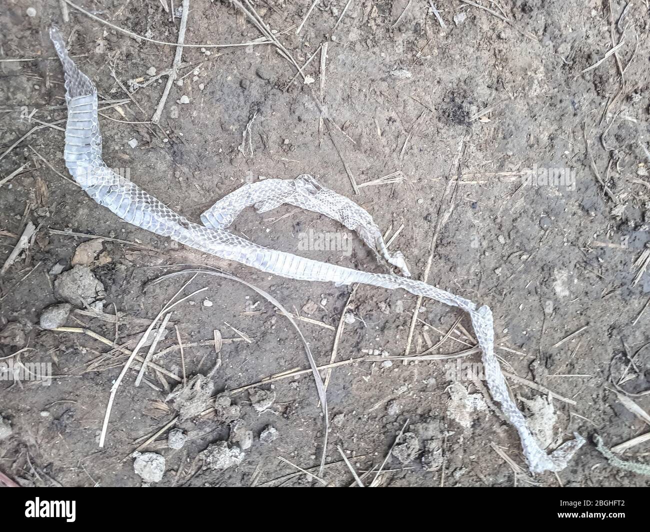 The discarded skin of the snake. It's a molt. Discarded scaly skin ...