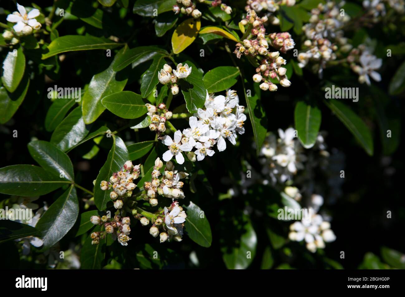 Mexican Orange shrub in flower Stock Photo - Alamy