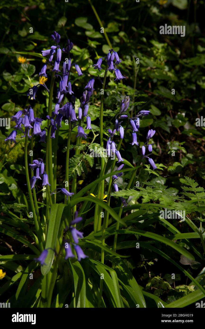 Native growing plant hi-res stock photography and images - Alamy