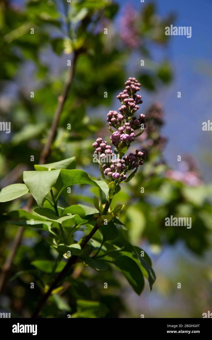 Common lilac tree in bud. Springtime Stock Photo - Alamy