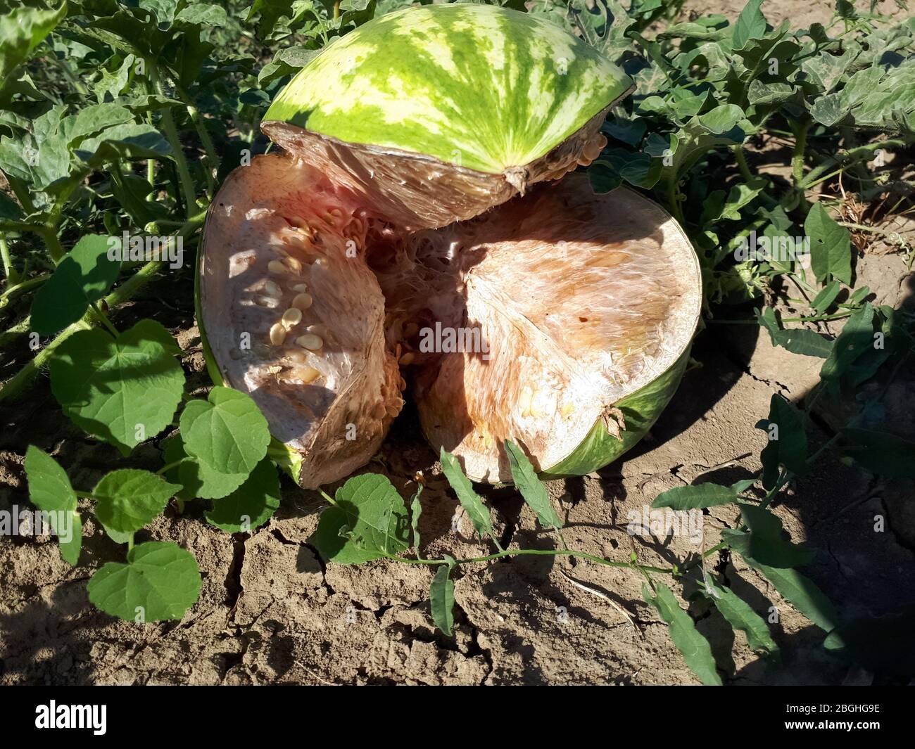 Harvest melon watermelon plants hi-res stock photography and images - Alamy