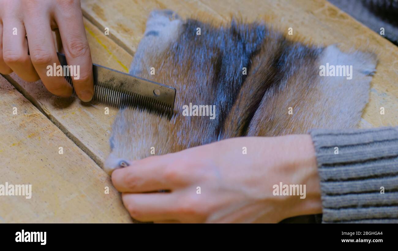 Skinner working with mink fur skin Stock Photo - Alamy