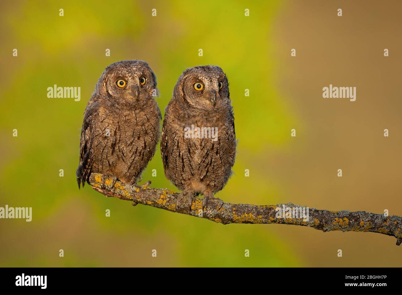 Surprised bird hi-res stock photography and images - Alamy