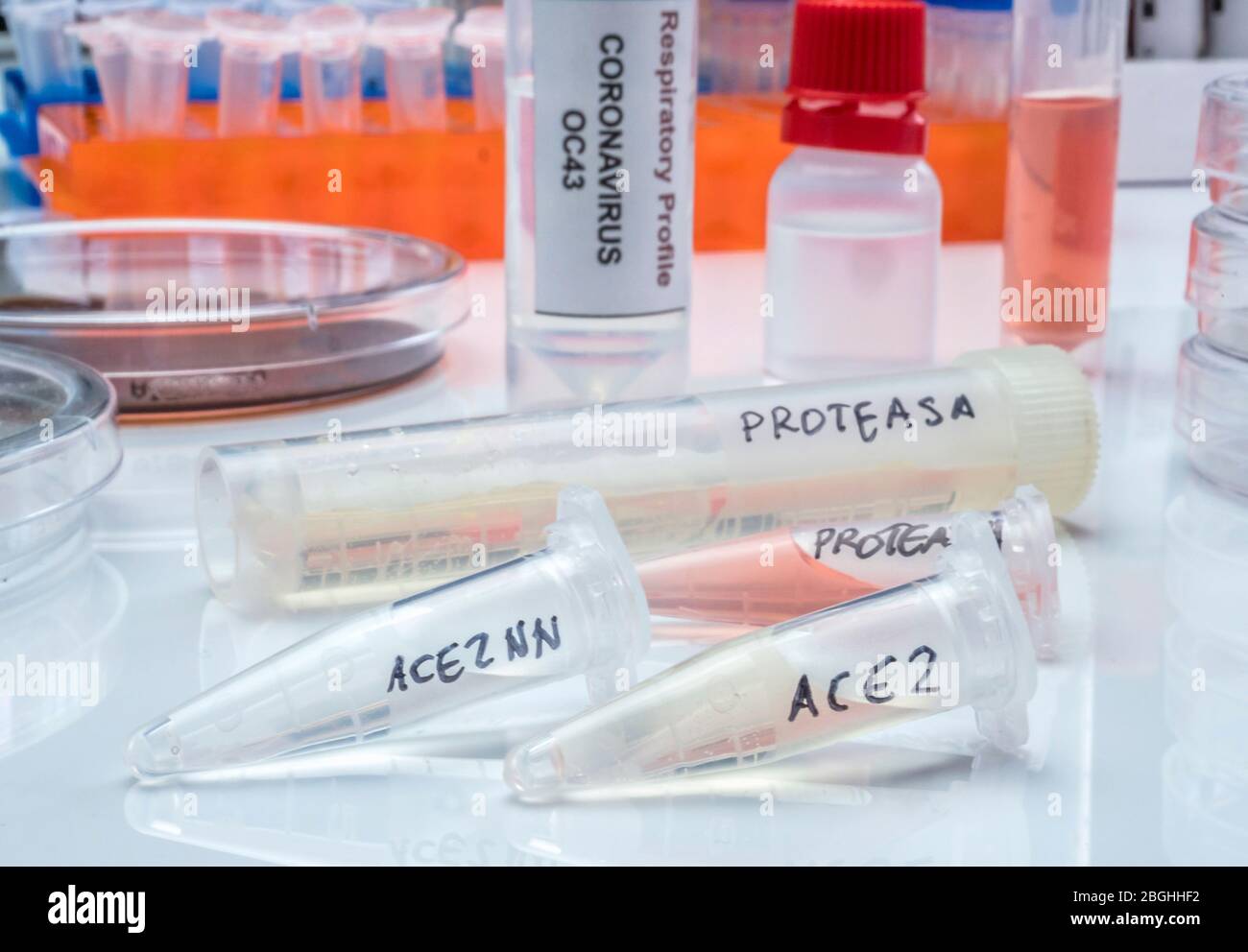 Several vials with soluble protease proteins for activation of the ...