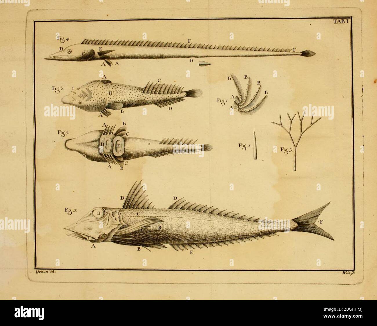 Histoire des poissons Stock Photo - Alamy