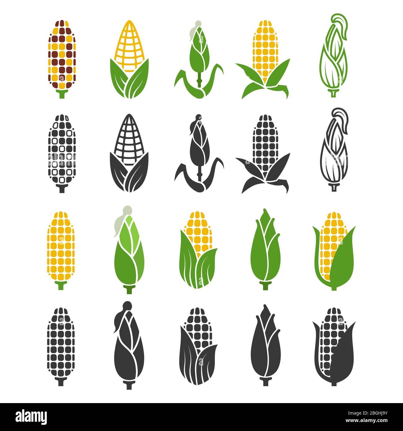 Maize plant corn cob Stock Vector Images - Alamy