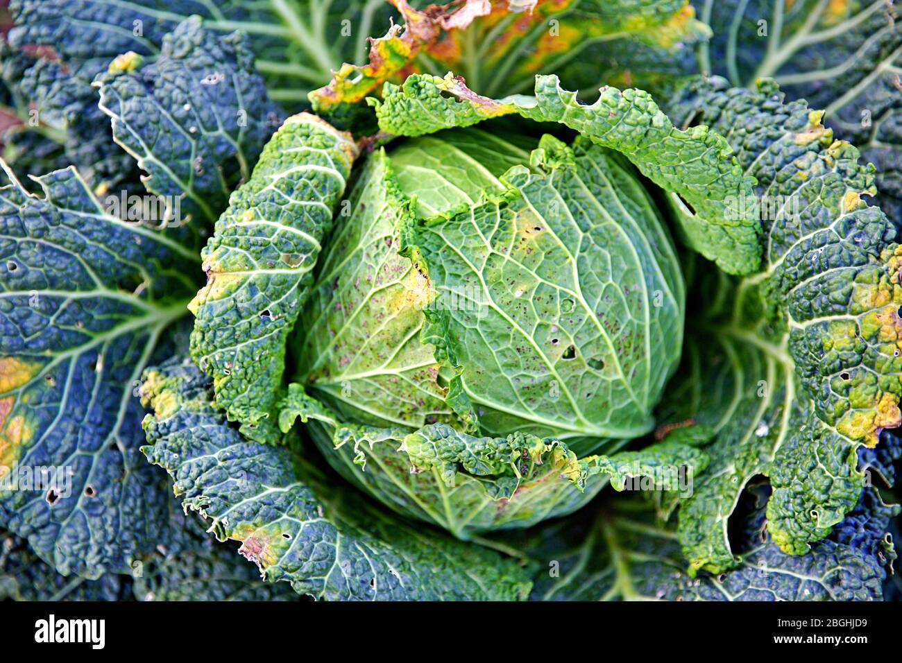 Cabage hi-res stock photography and images - Alamy