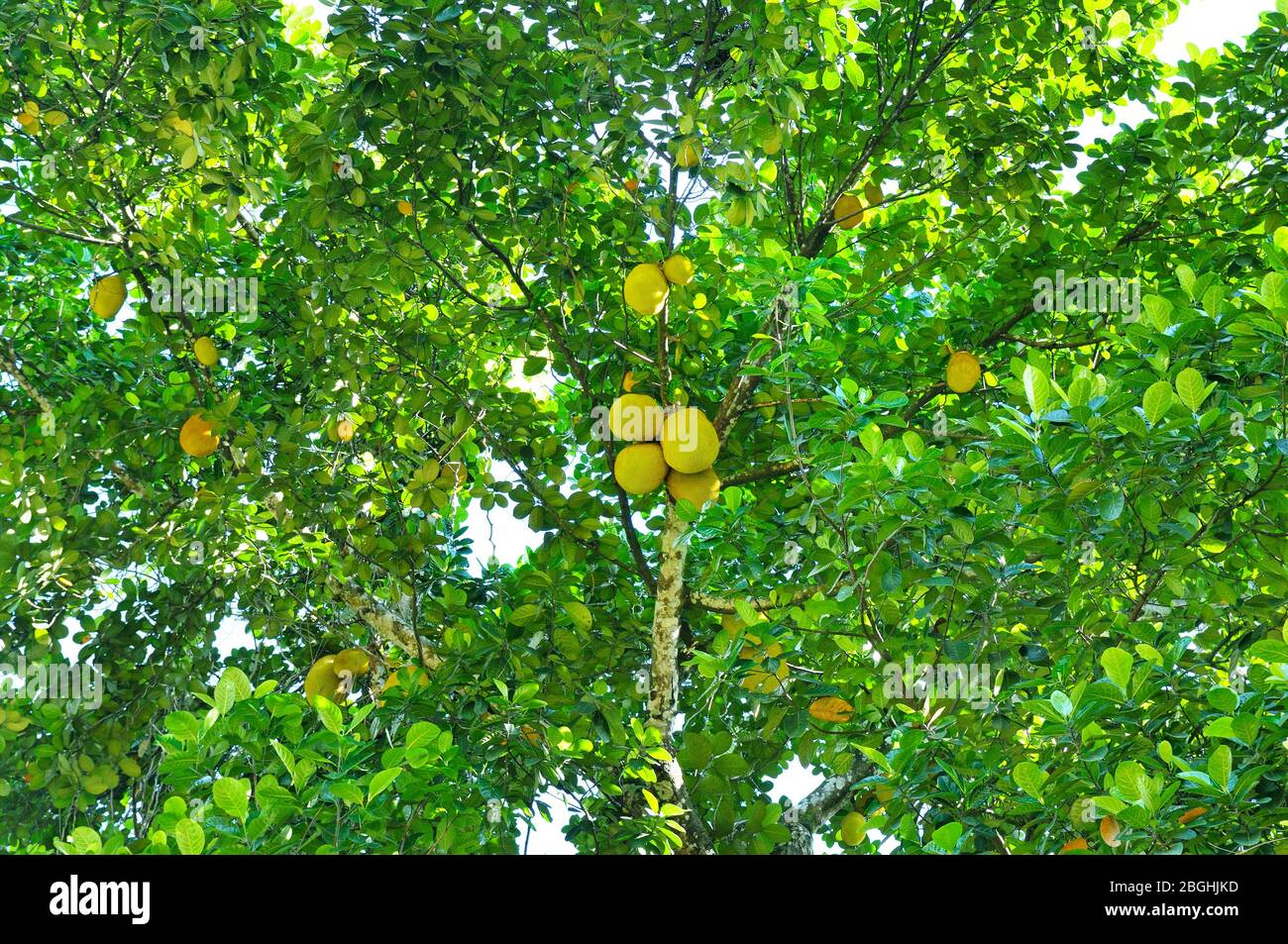 Breadfruit Tree High Resolution Stock Photography and Images - Alamy