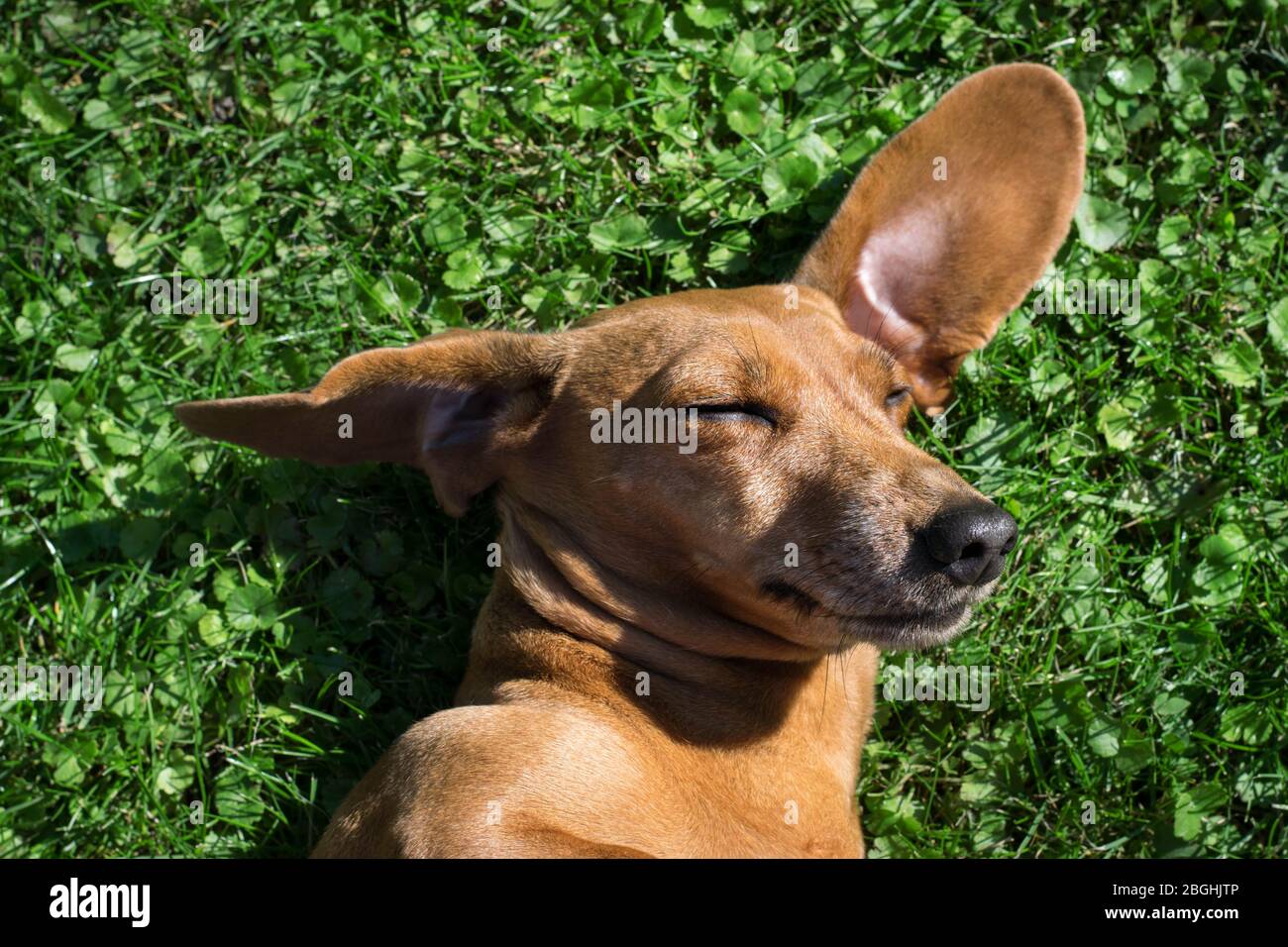 Happy dachshund hi-res stock photography and images - Alamy