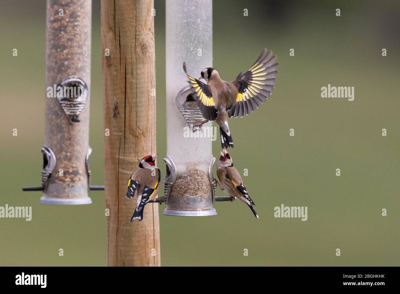 Goldfinches fighting hi-res stock photography and images - Alamy