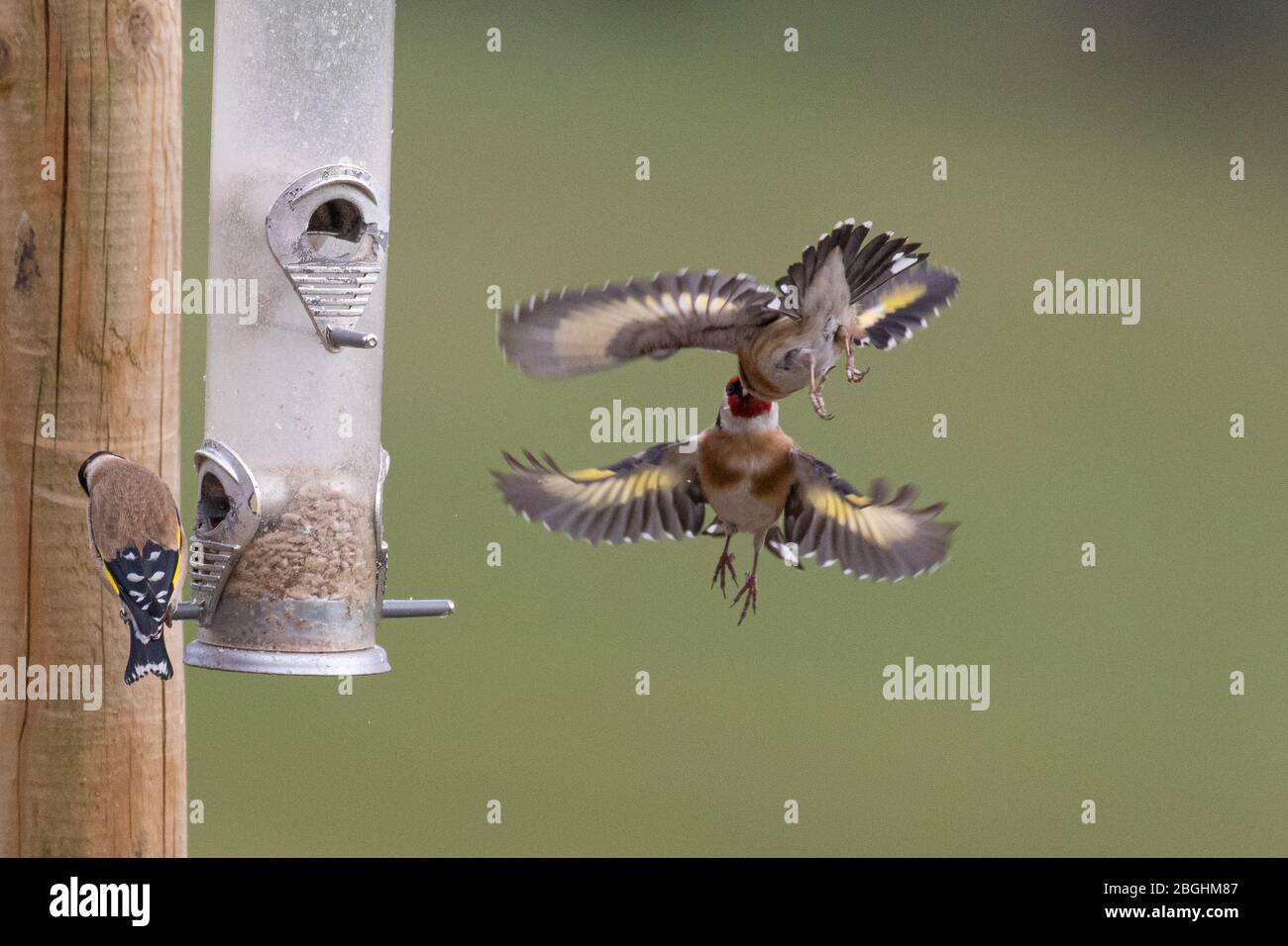 Goldfinches fighting hi-res stock photography and images - Alamy