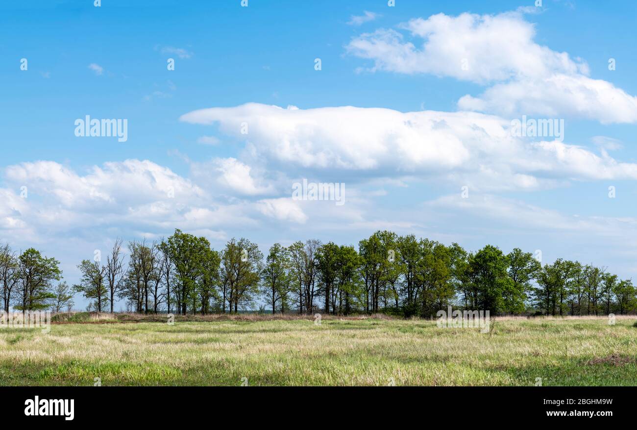 Panoramas with trees high resolution Stock Photo - Alamy