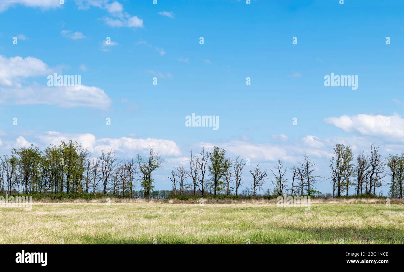 Panoramas with trees high resolution Stock Photo - Alamy