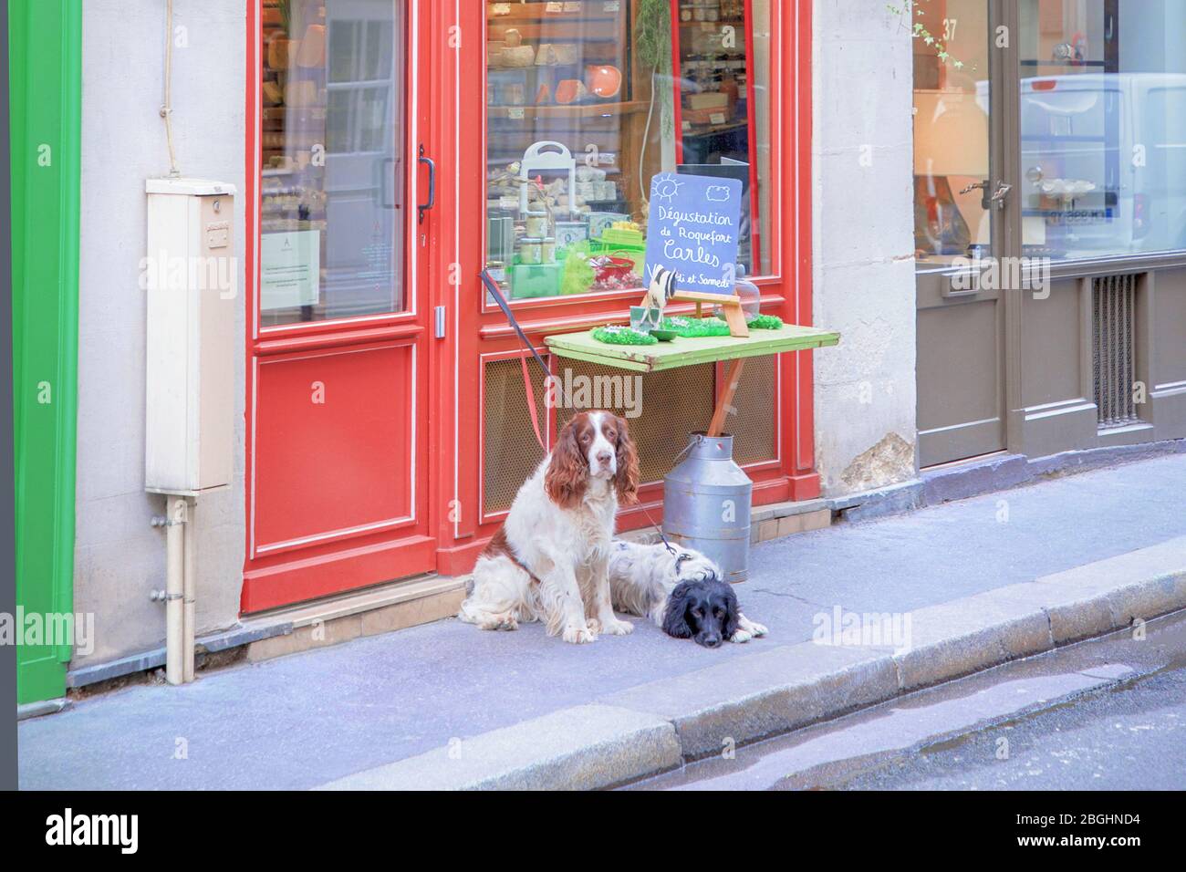 Two dogs waiting at front door hi-res stock photography and images - Alamy