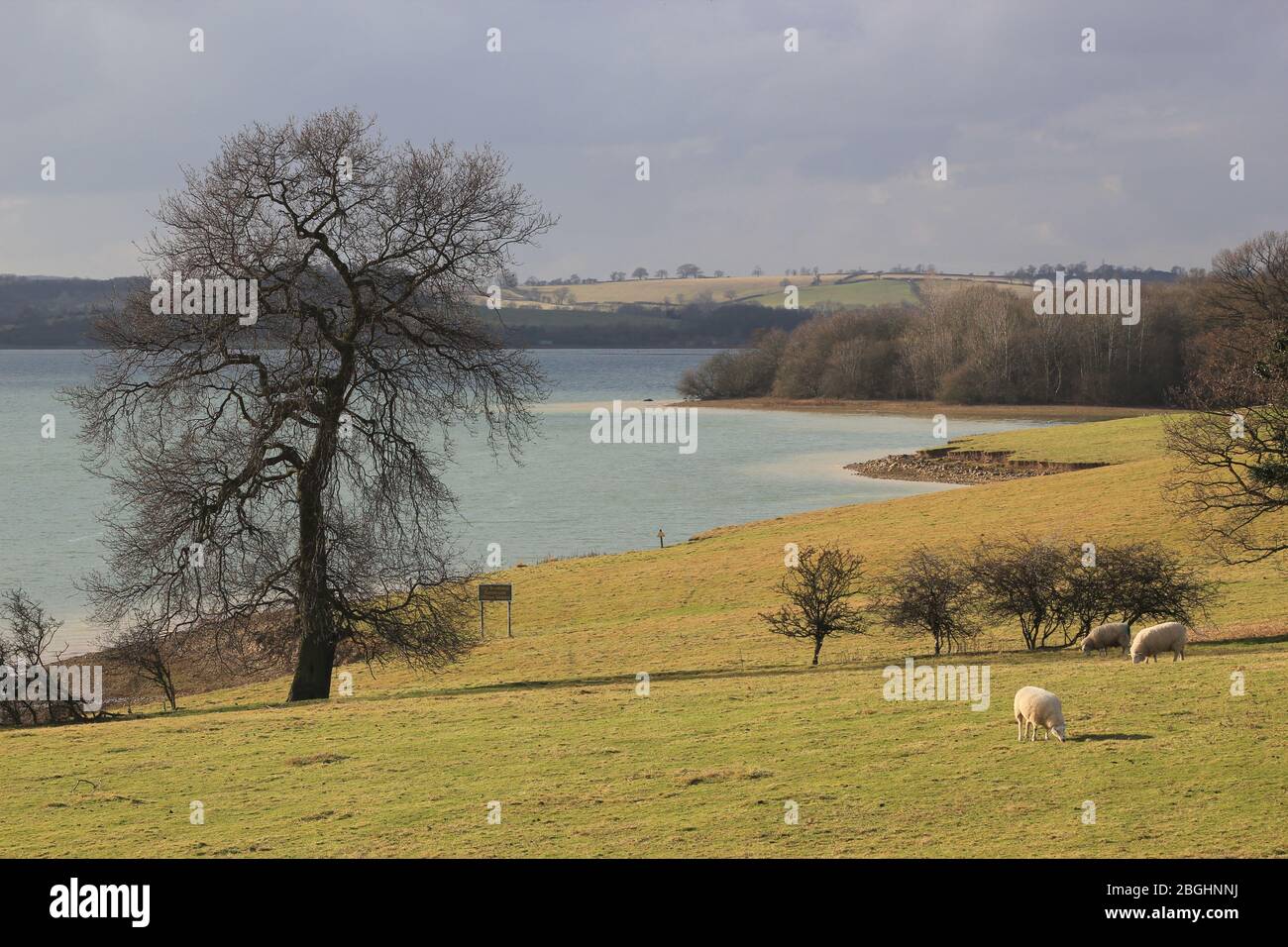 Calm sheep hi-res stock photography and images - Alamy