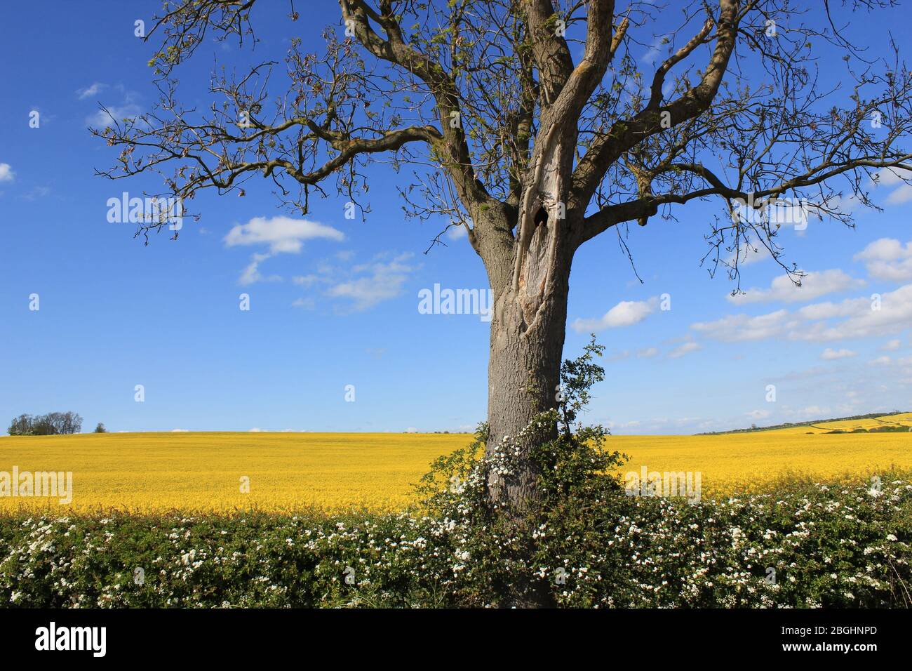 Glorious blue sky hi-res stock photography and images - Alamy