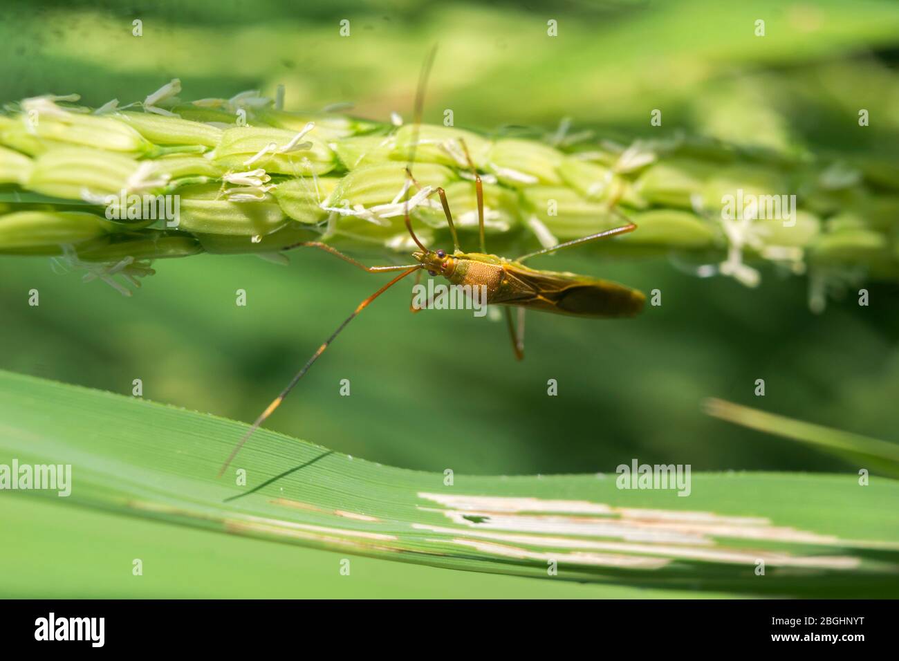 Rice insect pests hi-res stock photography and images - Alamy