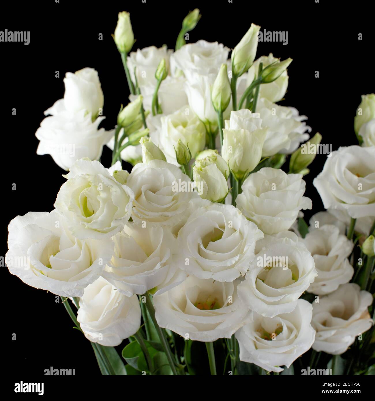 Eustoma russellianum hi-res stock photography and images - Alamy