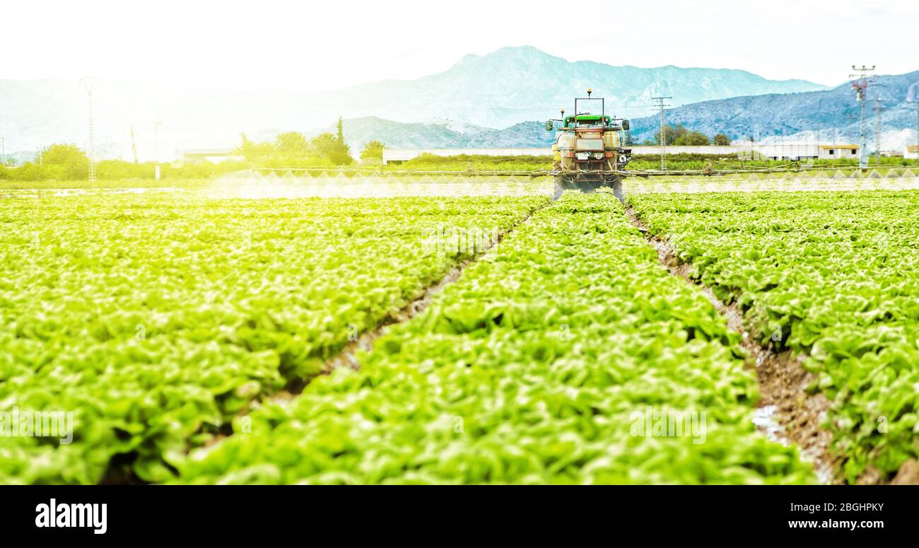 Tractor spraying pesticide, pesticides or insecticide spray on lettuce ...