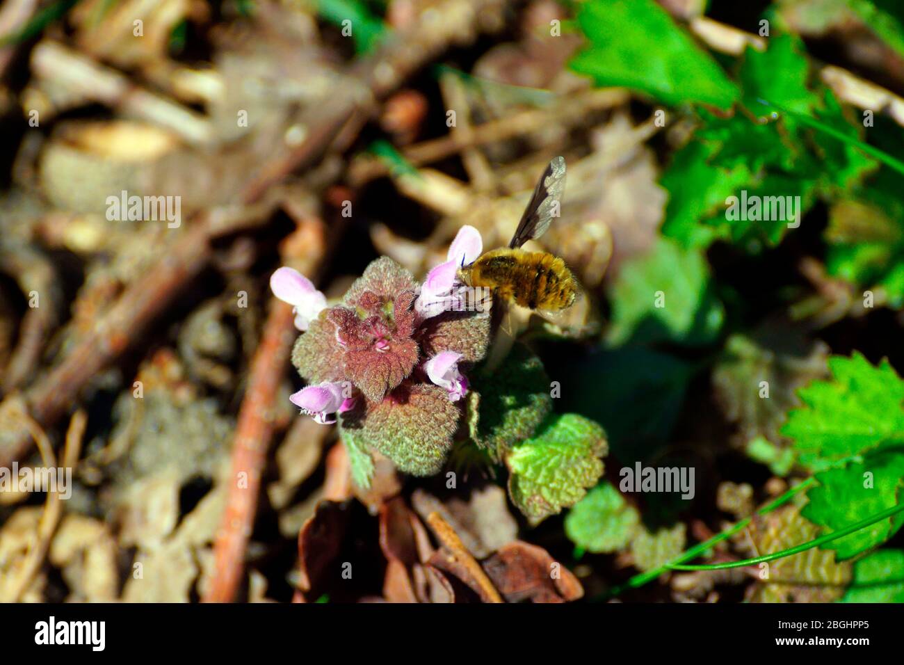 Clover roots hi-res stock photography and images - Alamy