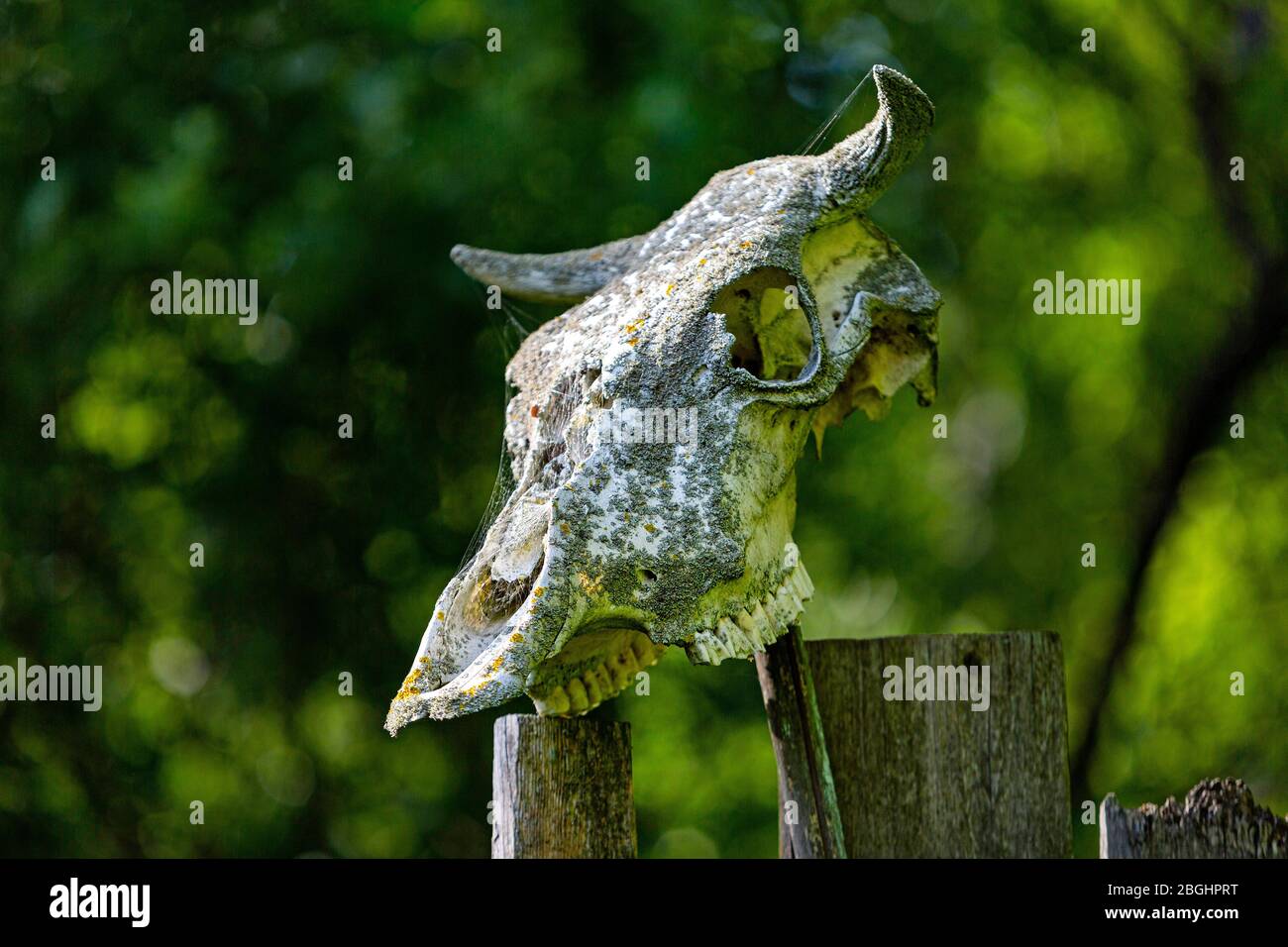 The June 17, 2019, photo of a cow skull in abandoned territory in ...