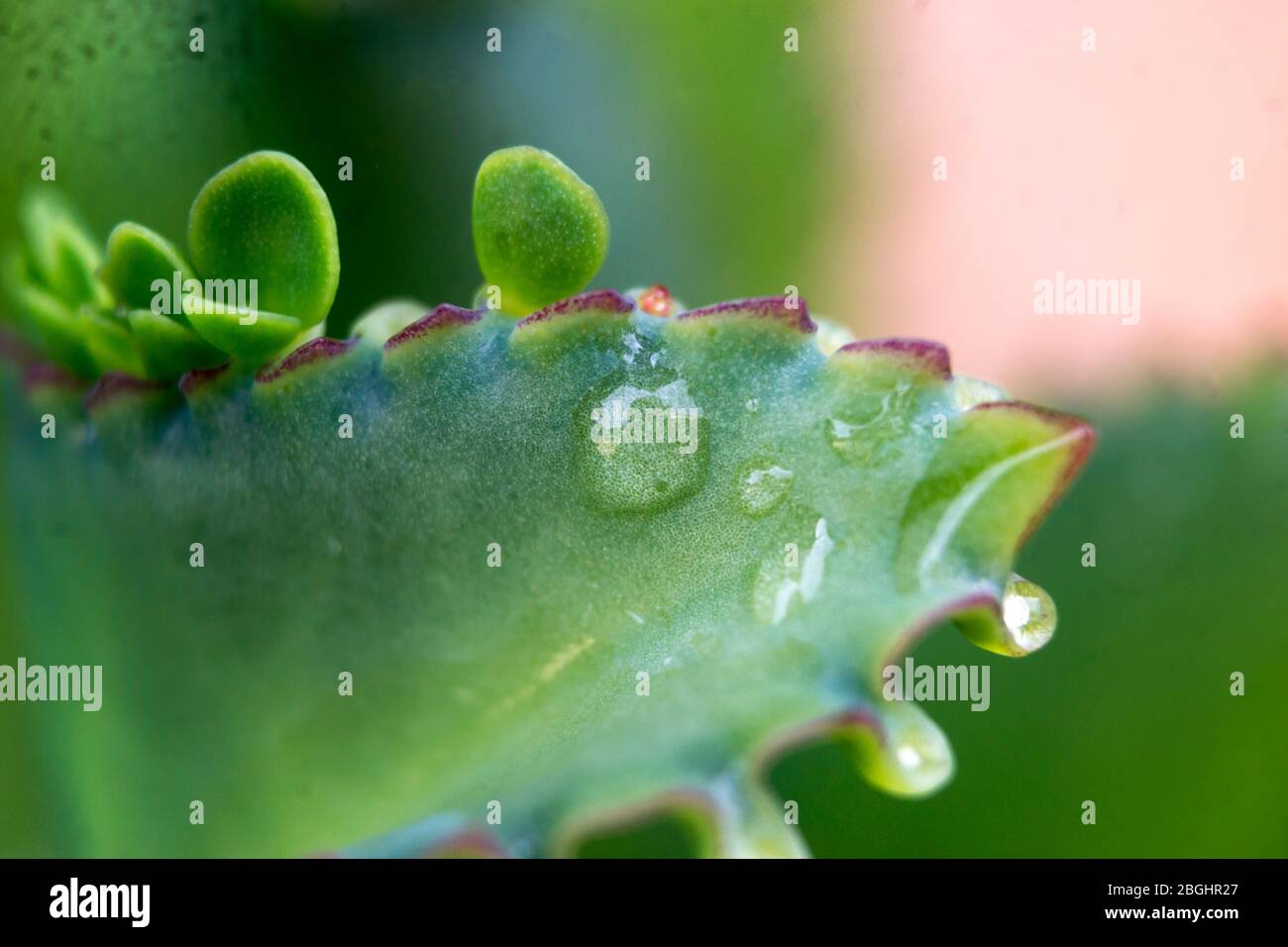 Abstract image of leaf hi-res stock photography and images - Alamy