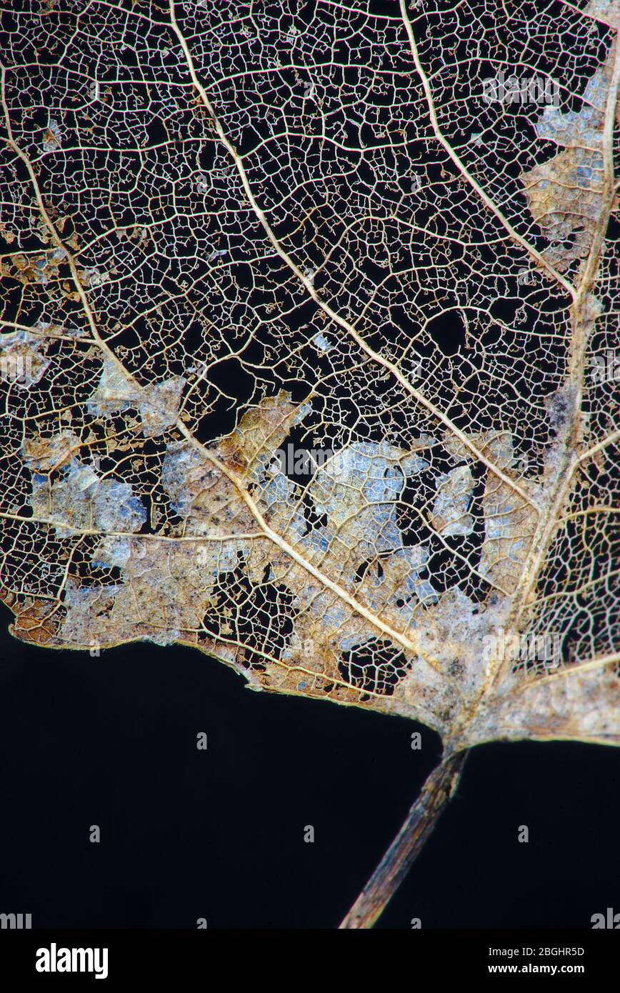 Black macro leaf veins hi-res stock photography and images - Alamy