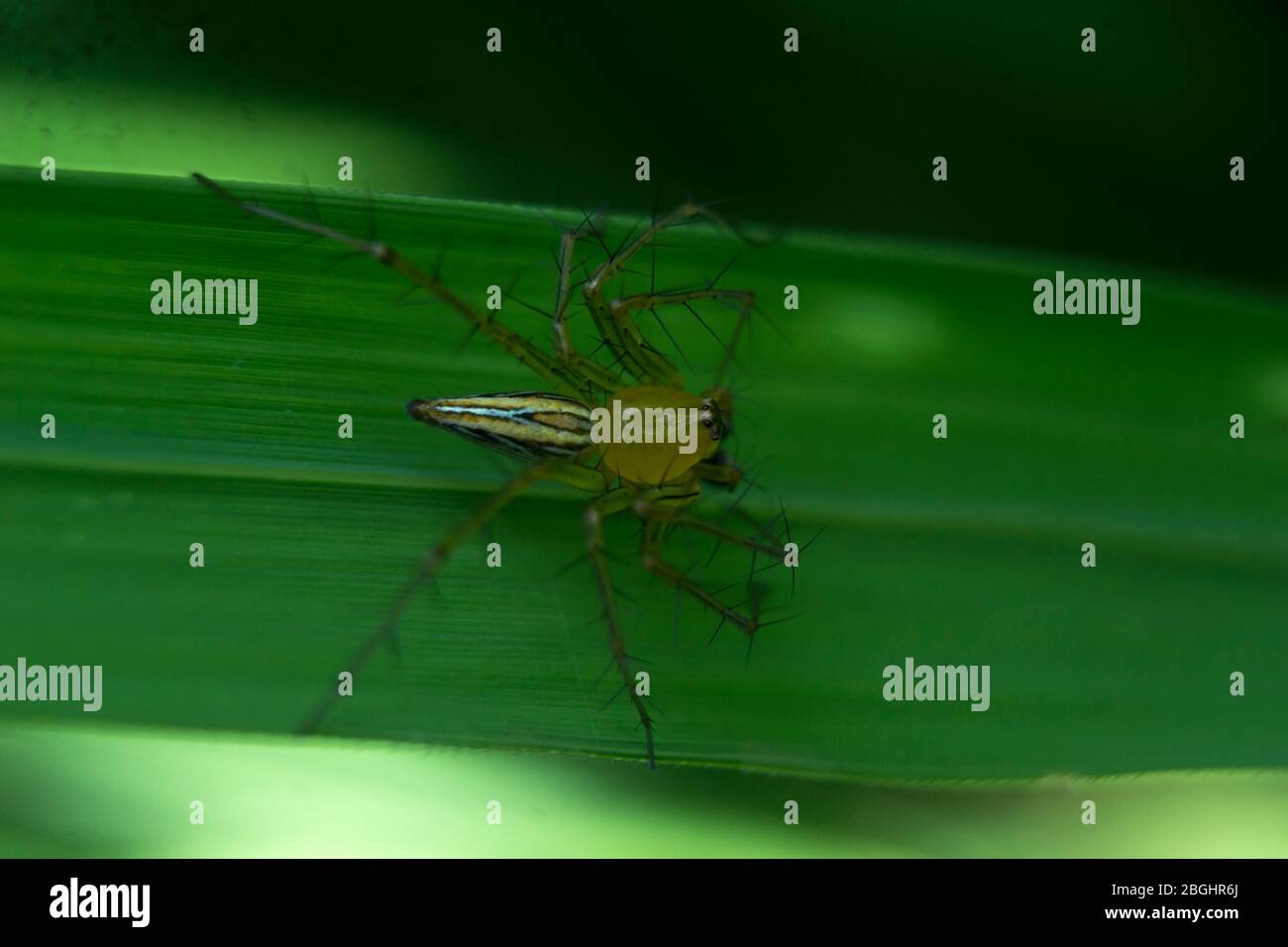 Rice insect pests hi-res stock photography and images - Alamy