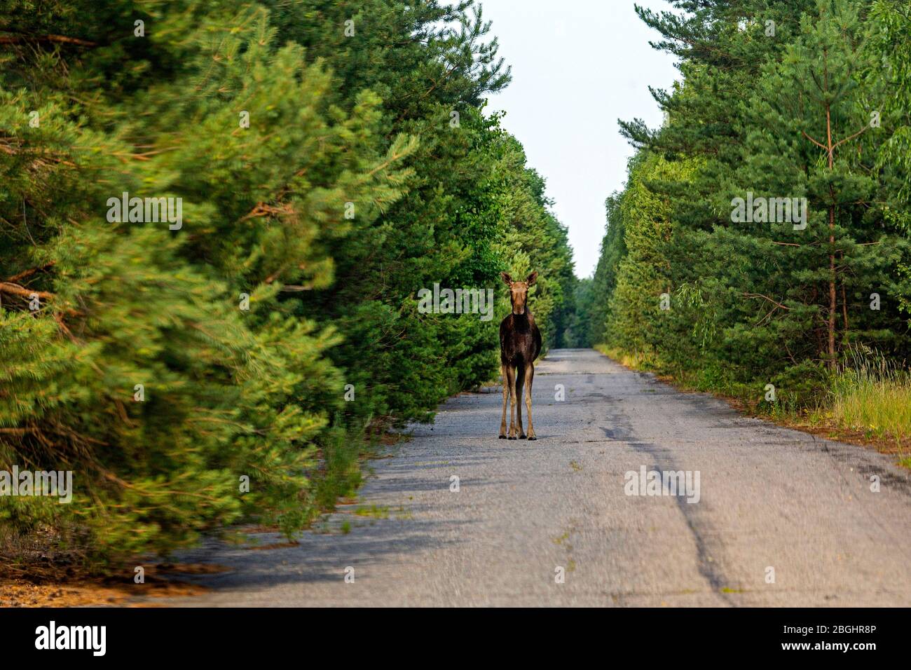 Chernobyl animals hi-res stock photography and images - Alamy