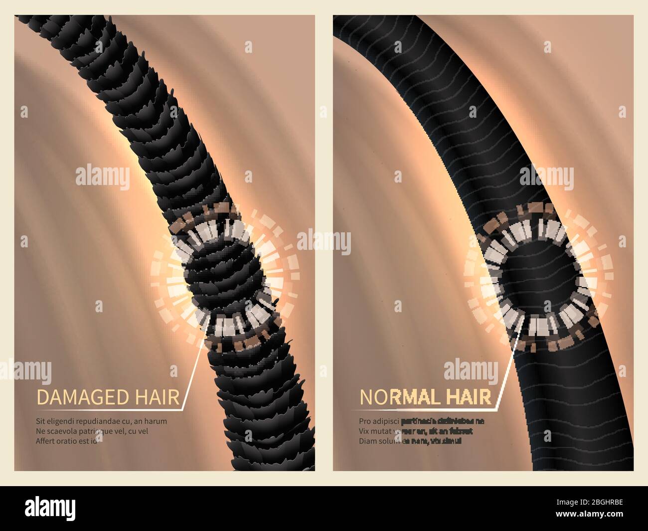 Closeup damaged harsh and normal healthy hair. Vector illustration for ...