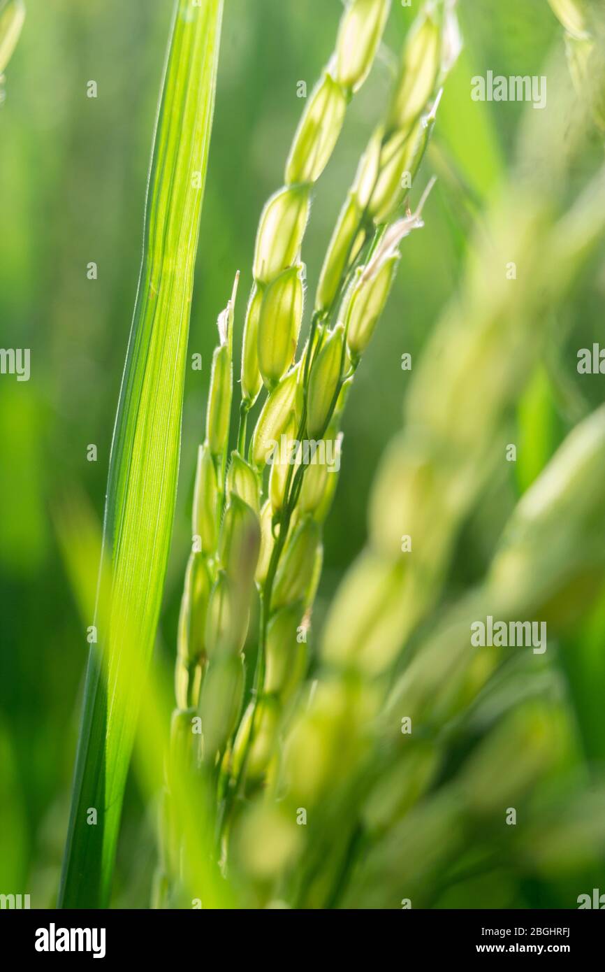 Asian rice field hi-res stock photography and images - Alamy