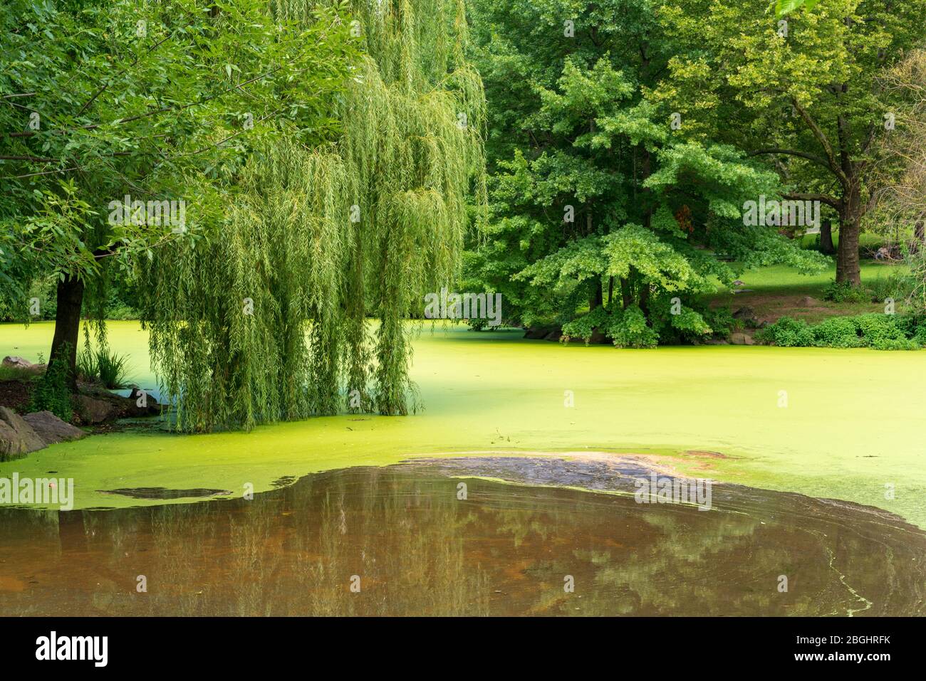 A layer of algae on a forest pond Stock Photo - Alamy