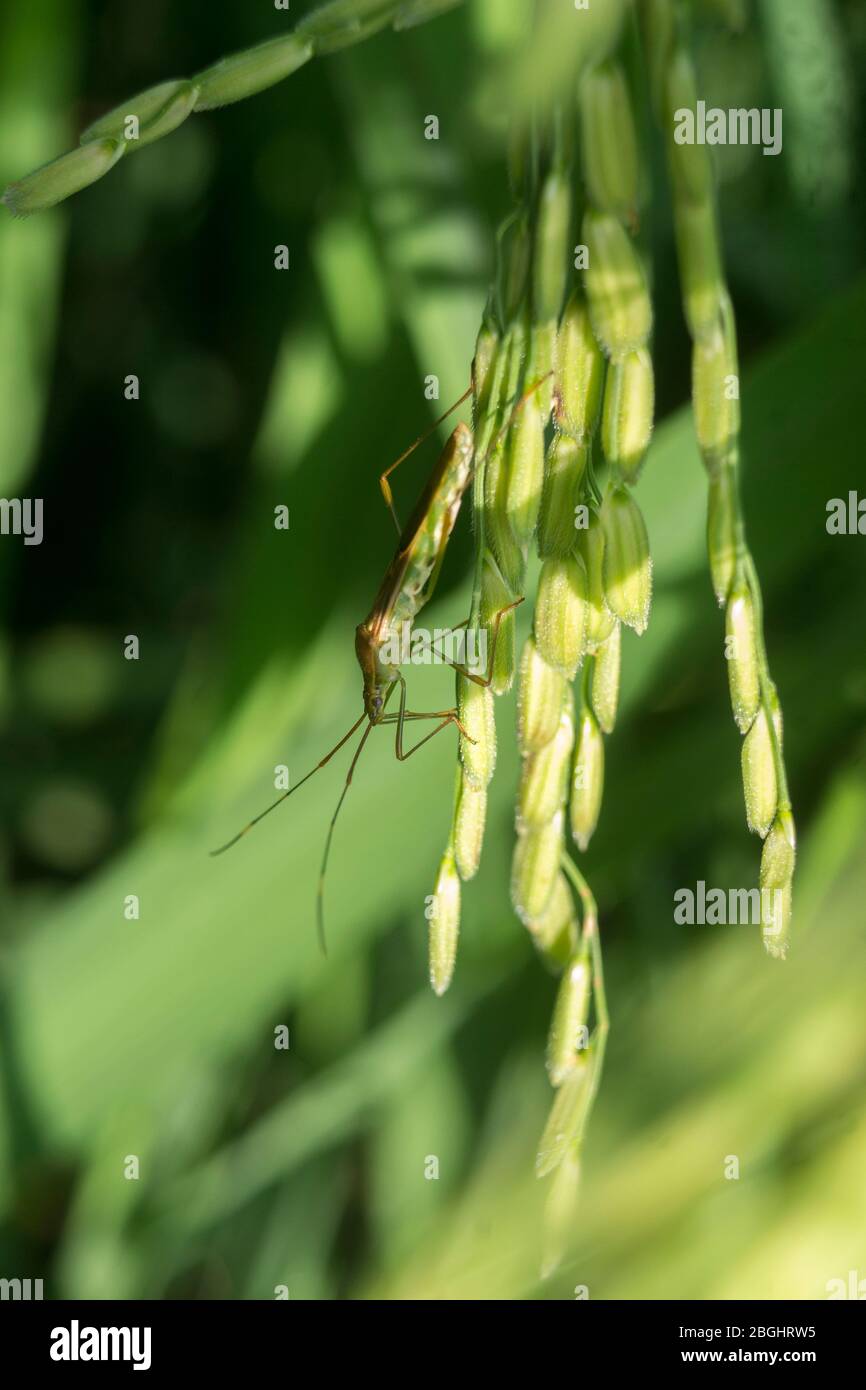 Rice insect pests hi-res stock photography and images - Alamy
