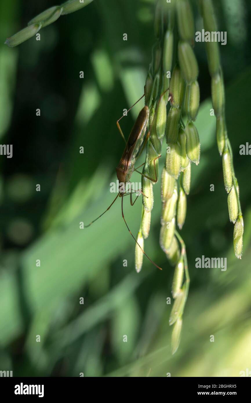 Rice cultivation pest hi-res stock photography and images - Alamy