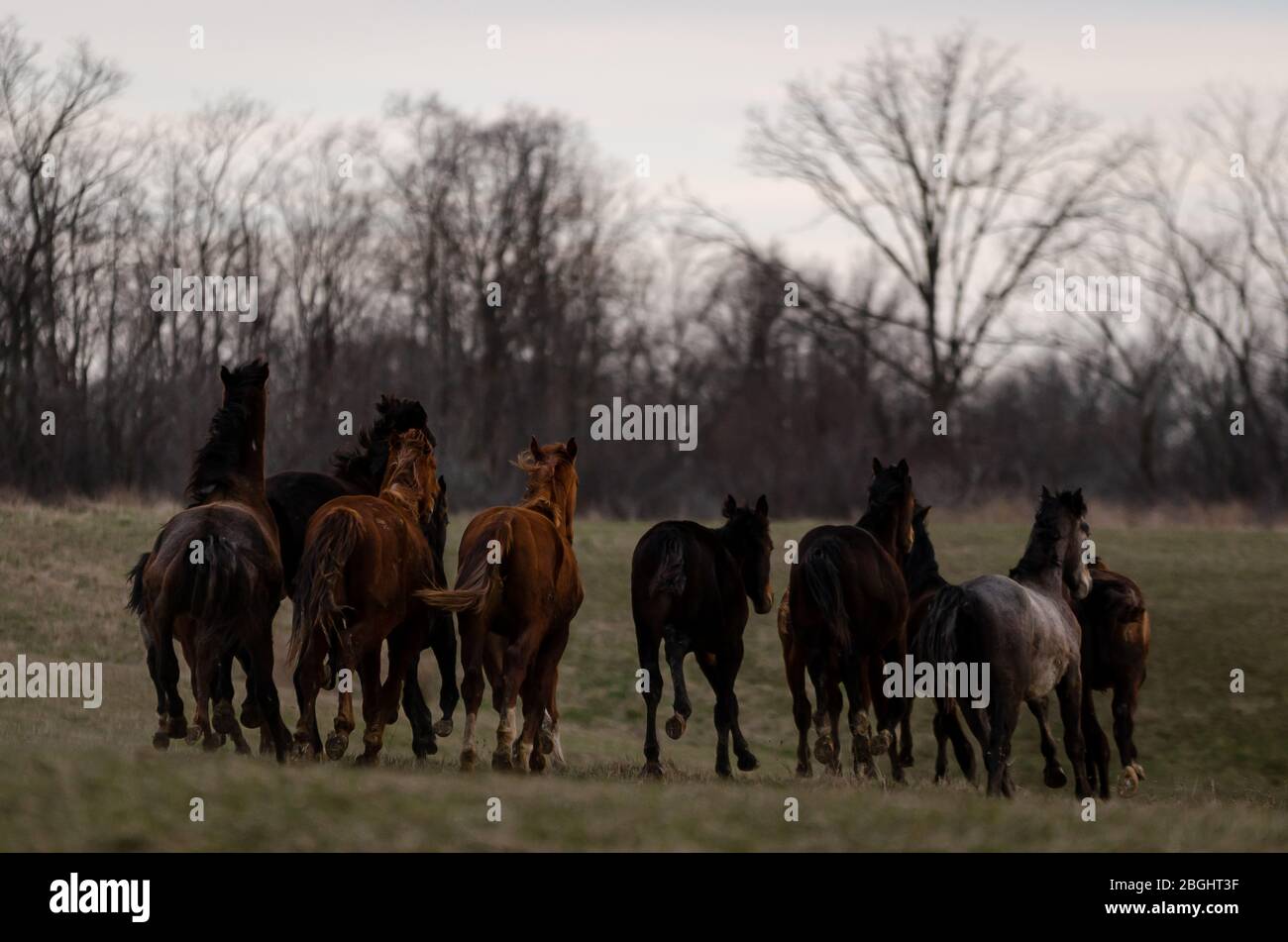 The golden boys band hi-res stock photography and images - Alamy