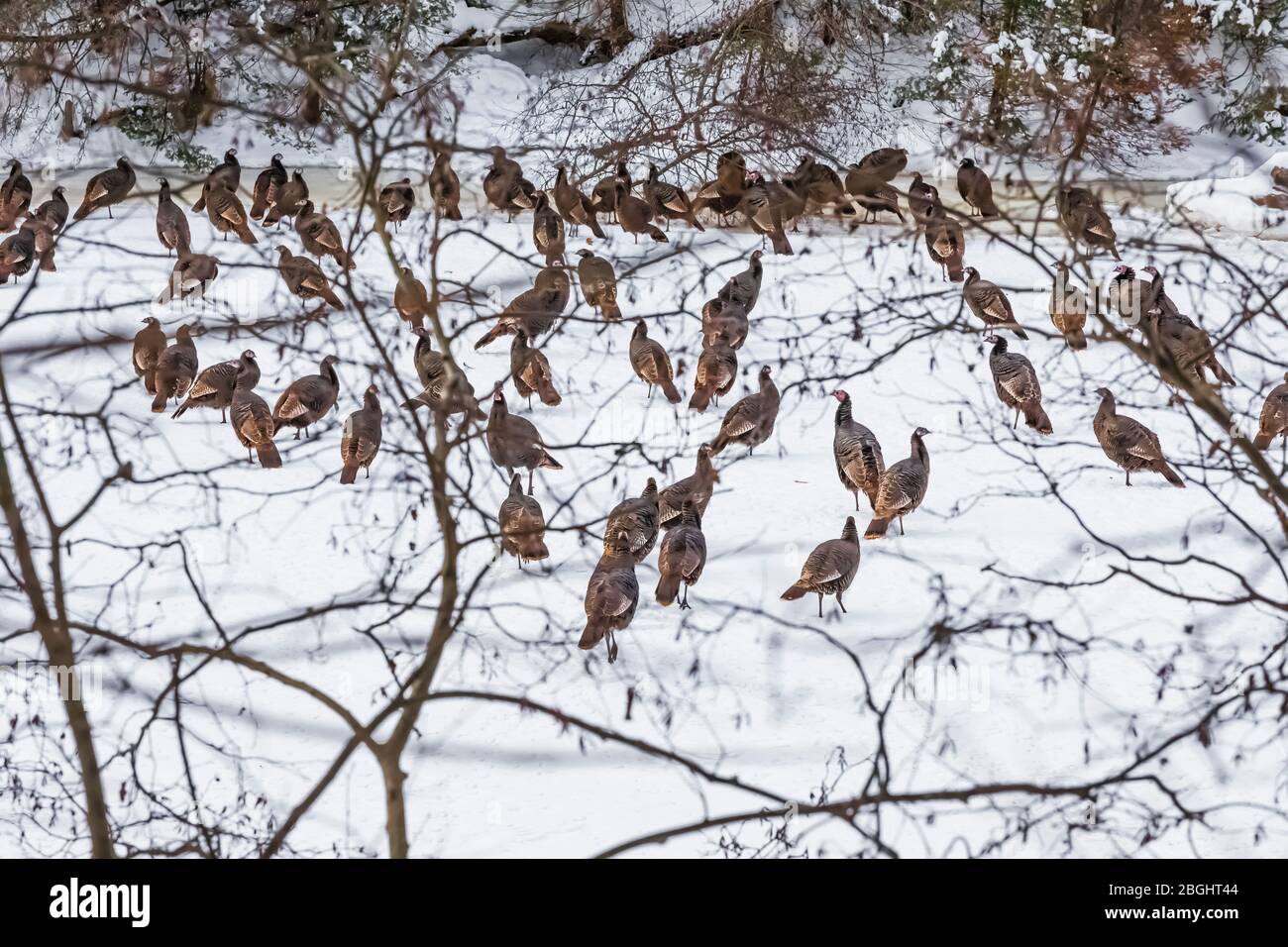 Eastern turkey bird hi-res stock photography and images - Alamy