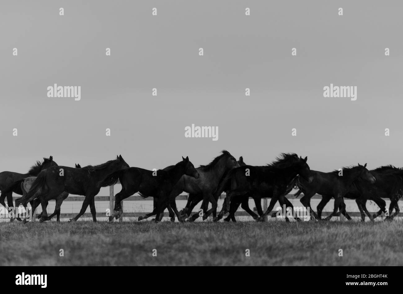 Colts Black and White Stock Photos & Images - Alamy