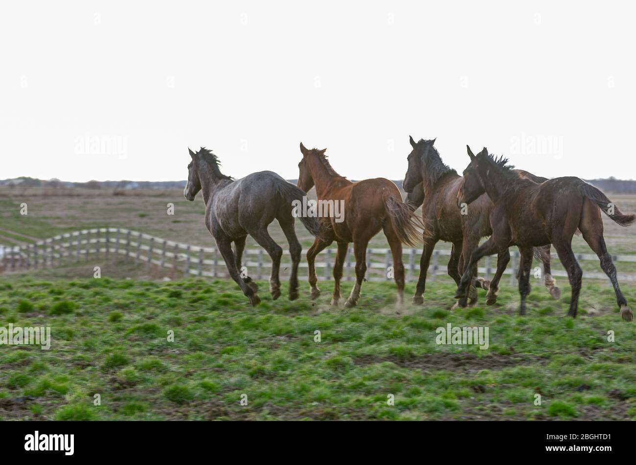 Kwpn hi-res stock photography and images - Alamy