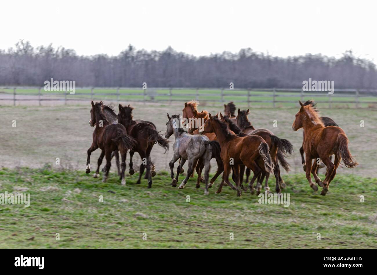 Kwpn hi-res stock photography and images - Alamy