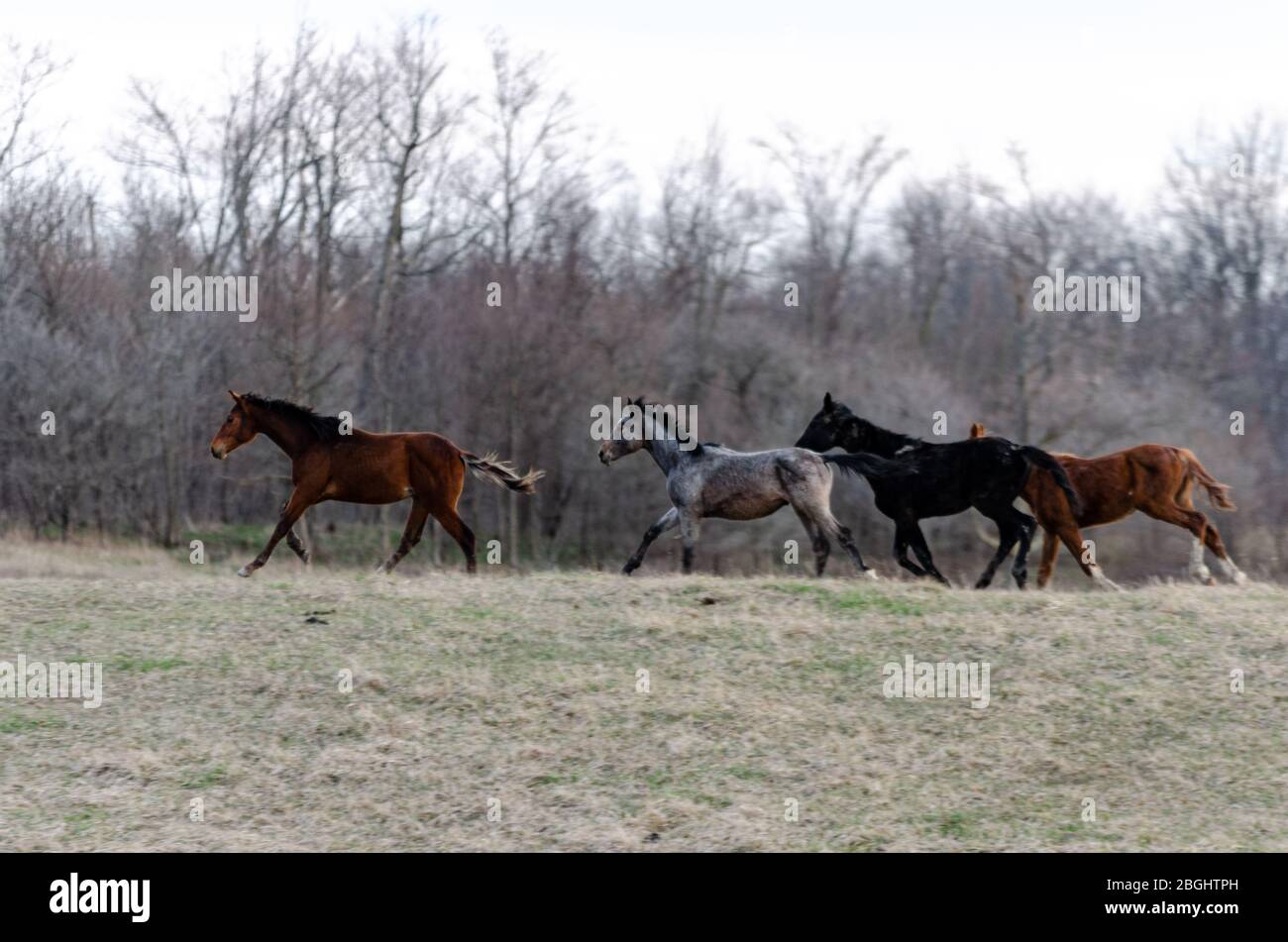 The golden boys band hi-res stock photography and images - Alamy