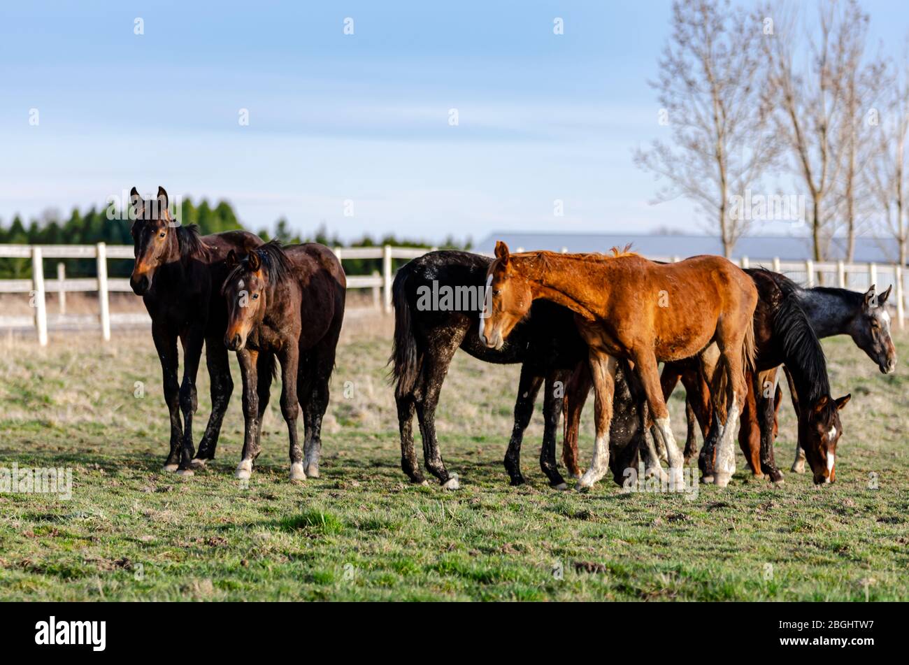 Kwpn hi-res stock photography and images - Alamy